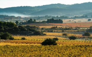 Syndicat du Cru Minervois - AOP Minervois