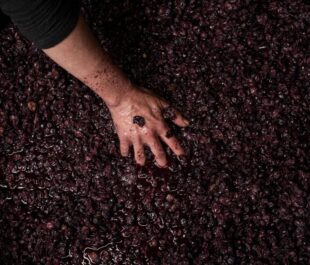 Syndicat du Cru Minervois - AOP Minervois